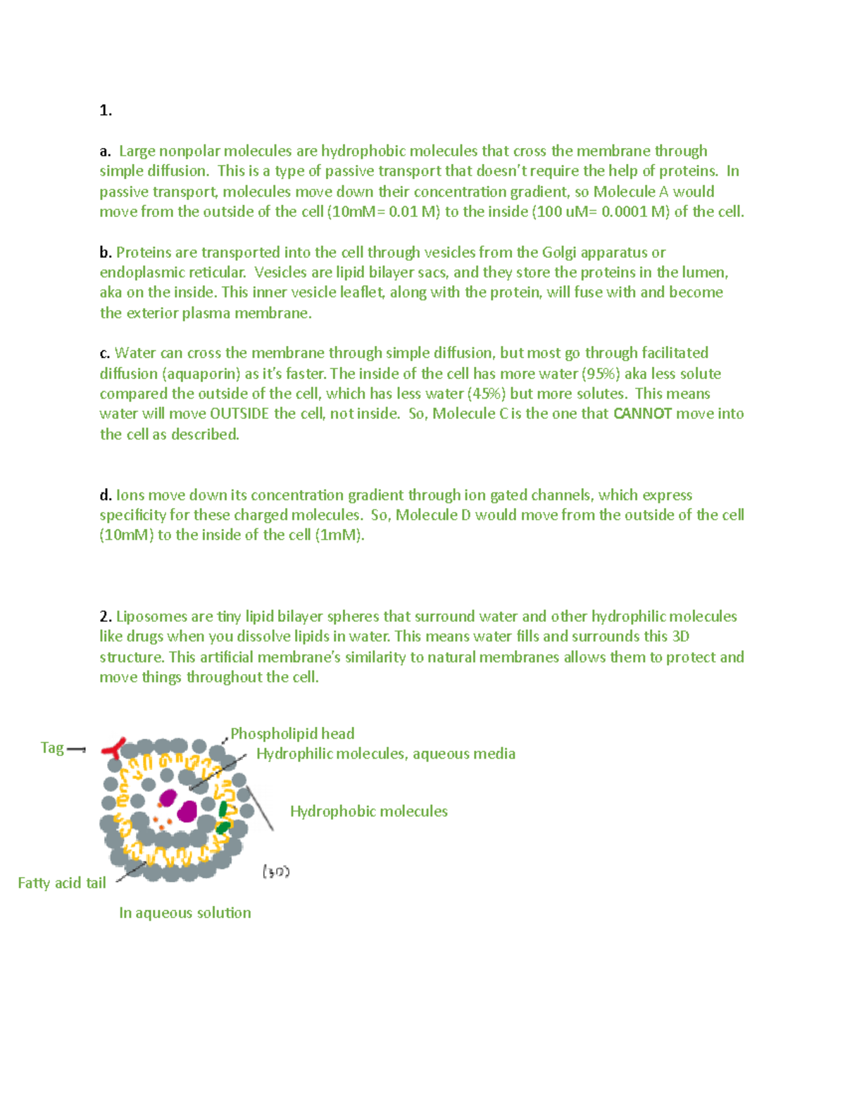 Cell biology homework 2 - 1. a. Large nonpolar molecules are ...