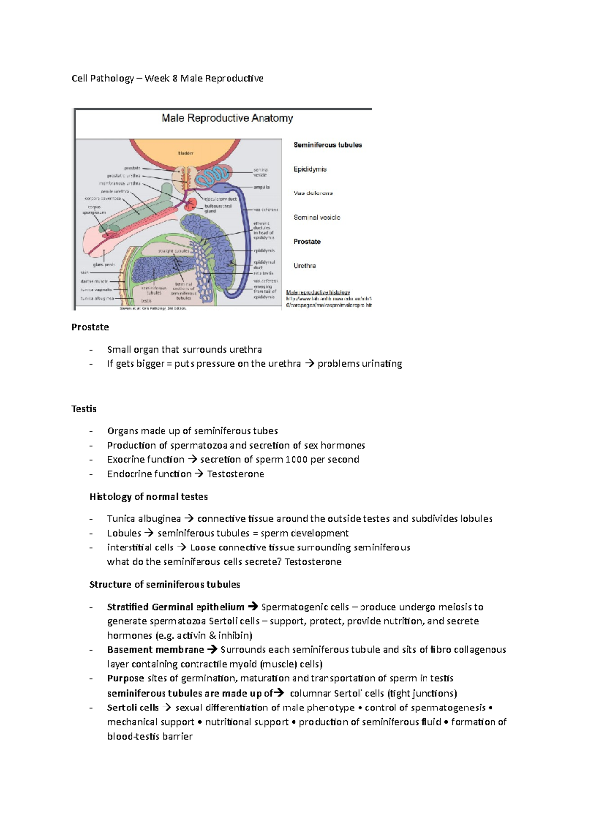 Week 8 male reproduction - Cell Pathology – Week 8 Male Reproductive ...