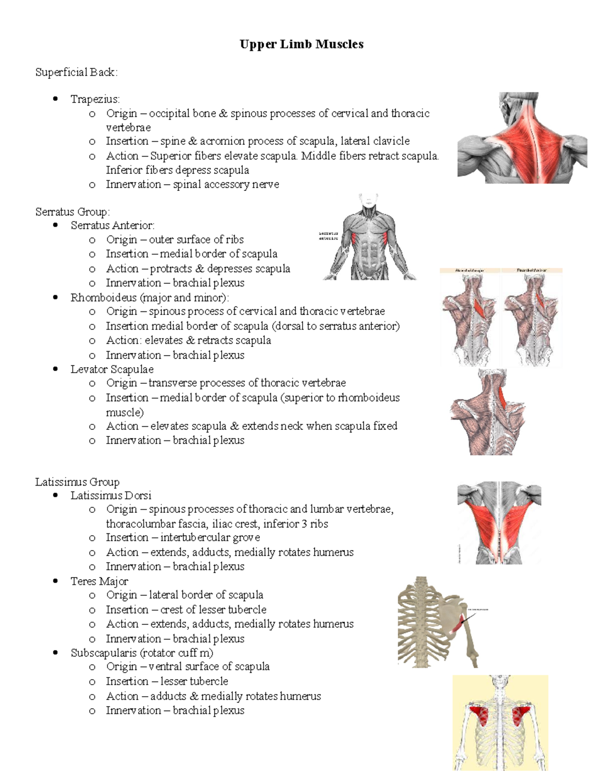 Upper Limb Muscles - Upper Limb Muscles Superficial Back: Trapezius: o ...