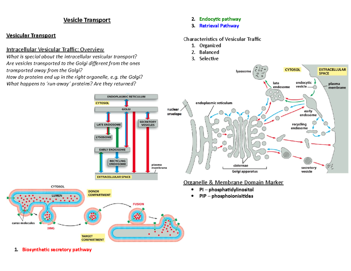 Vesicle Transport (Pathways, PI & PIPs, Coated Vesicles, Fusion ...