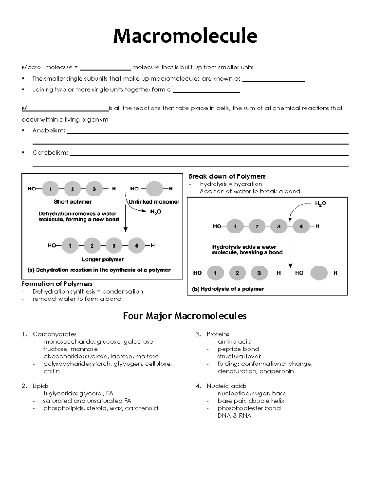 Macromolecule Worksheet - Macromolecule Macro|molecule = molecule that ...