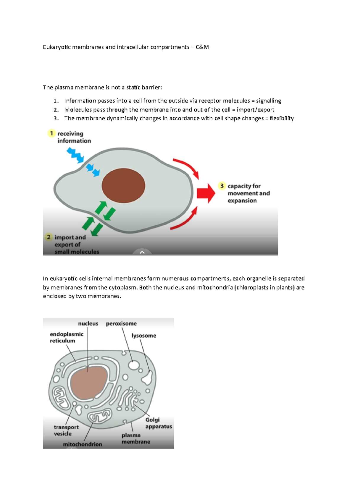 Eukaryotic membranes and intracellular compartments - Both the nucleus ...