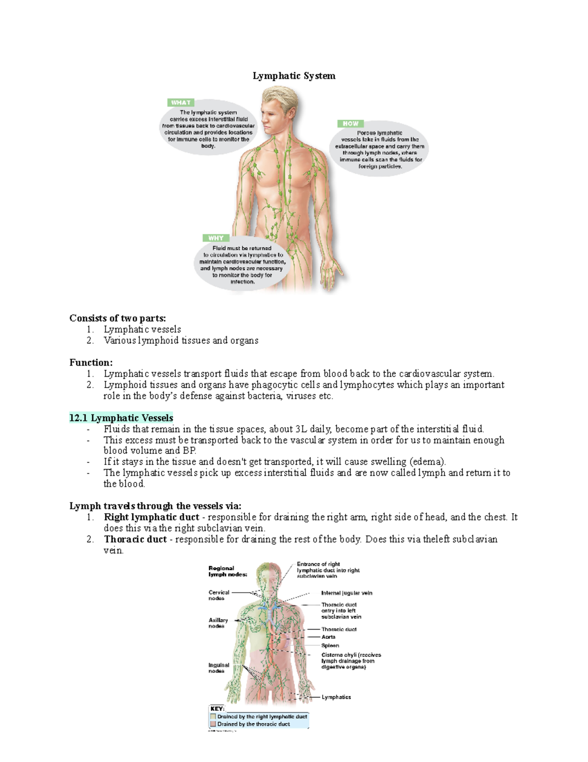 Term Test #3- Lymphatic System - Lymphatic System Consists of two parts ...