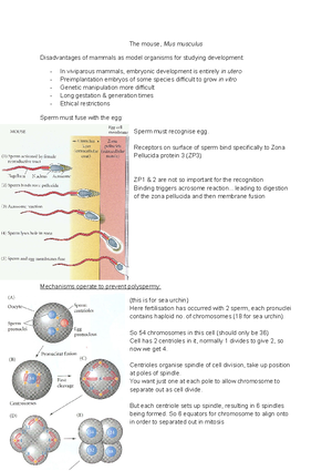 Mammalian reproduction - freemartins in cattle Fetus could either ...