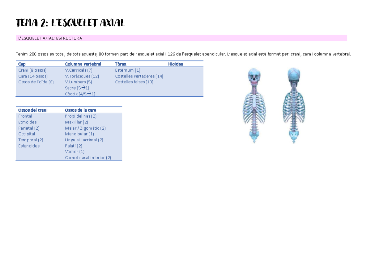 TEMA 2 Apunts esquelet axial - TEMA 2: L’ESQUELET AXIAL L’ESQUELET AXIAL: ESTRUCTURA Tenim 206 ...