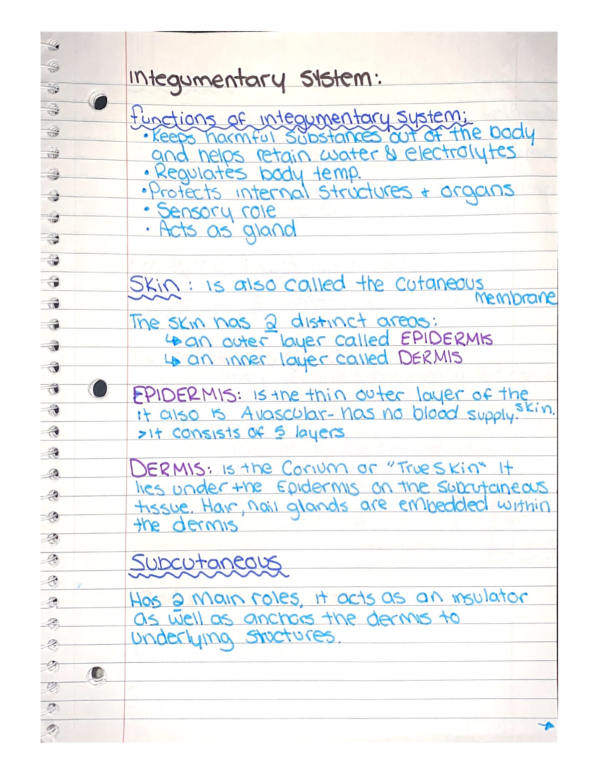 Integumentary System - Lecture notes 5 - HLTH-1095 - Studocu