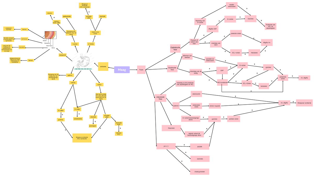 Mindmap maag H1 - Fasen GRP Gastrische fase Cephalische fase peptonen ACH productie G-cellen ...