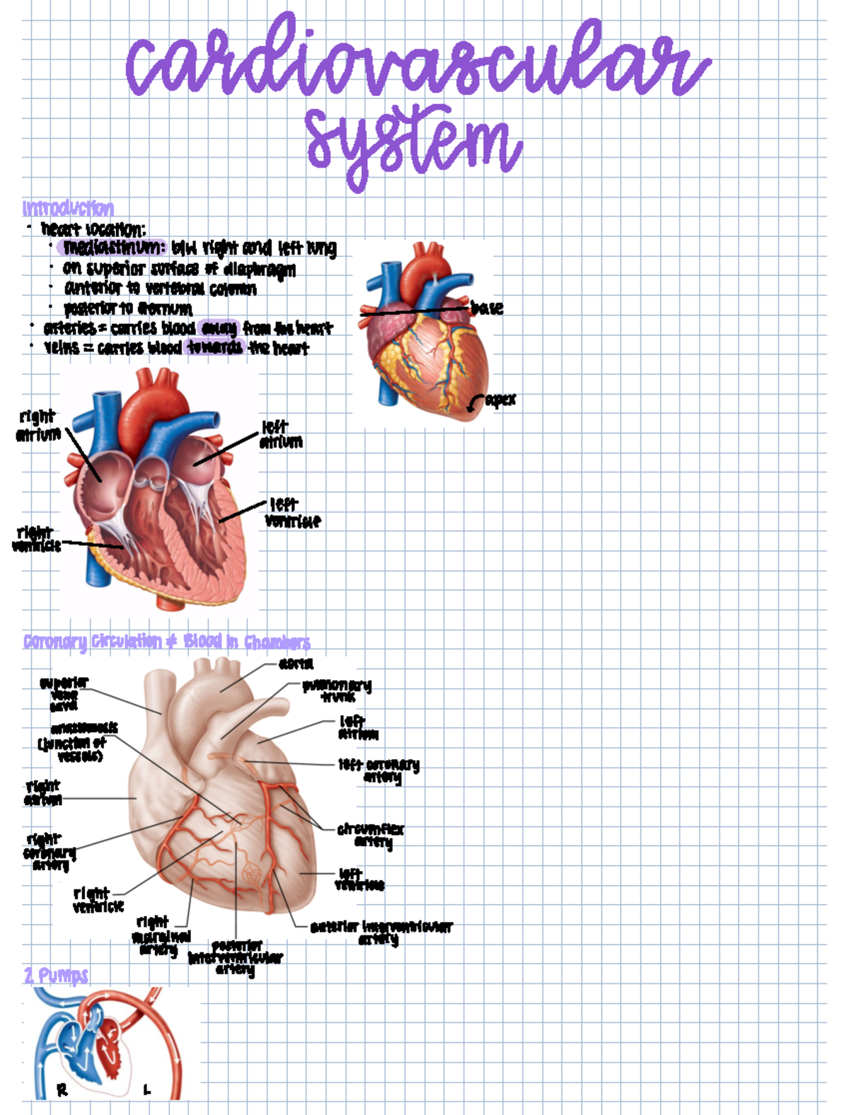 Cardiovascular System - cardiovascular system introduction hearted ...