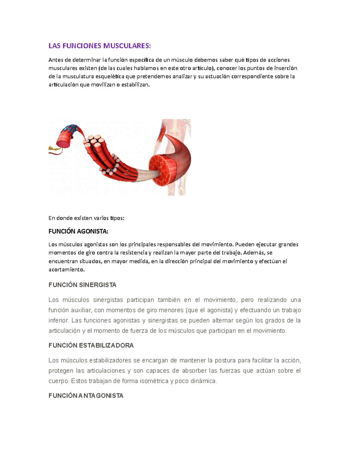Musculo MAJO 1 - hgvsdhavnxbz jndcnvk wkjk d fke ldn lklsdjdkfkd ...