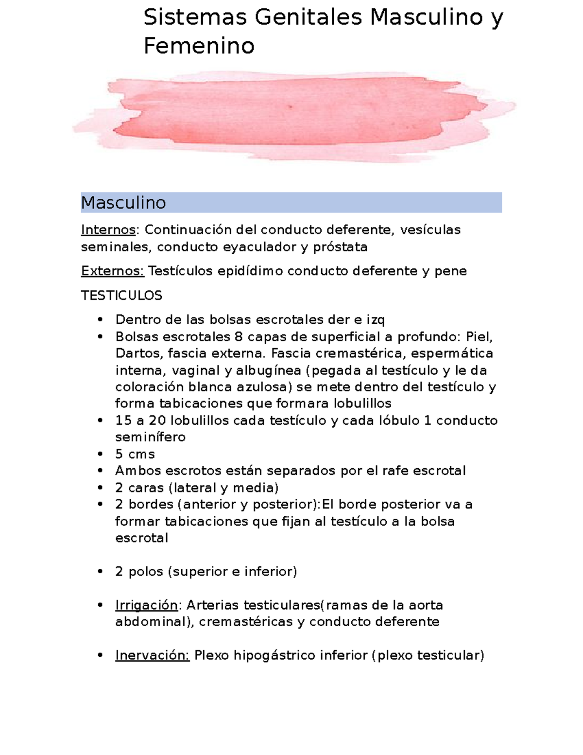 Sistema genitales - Anatomia - Masculino Internos: Continuación del ...