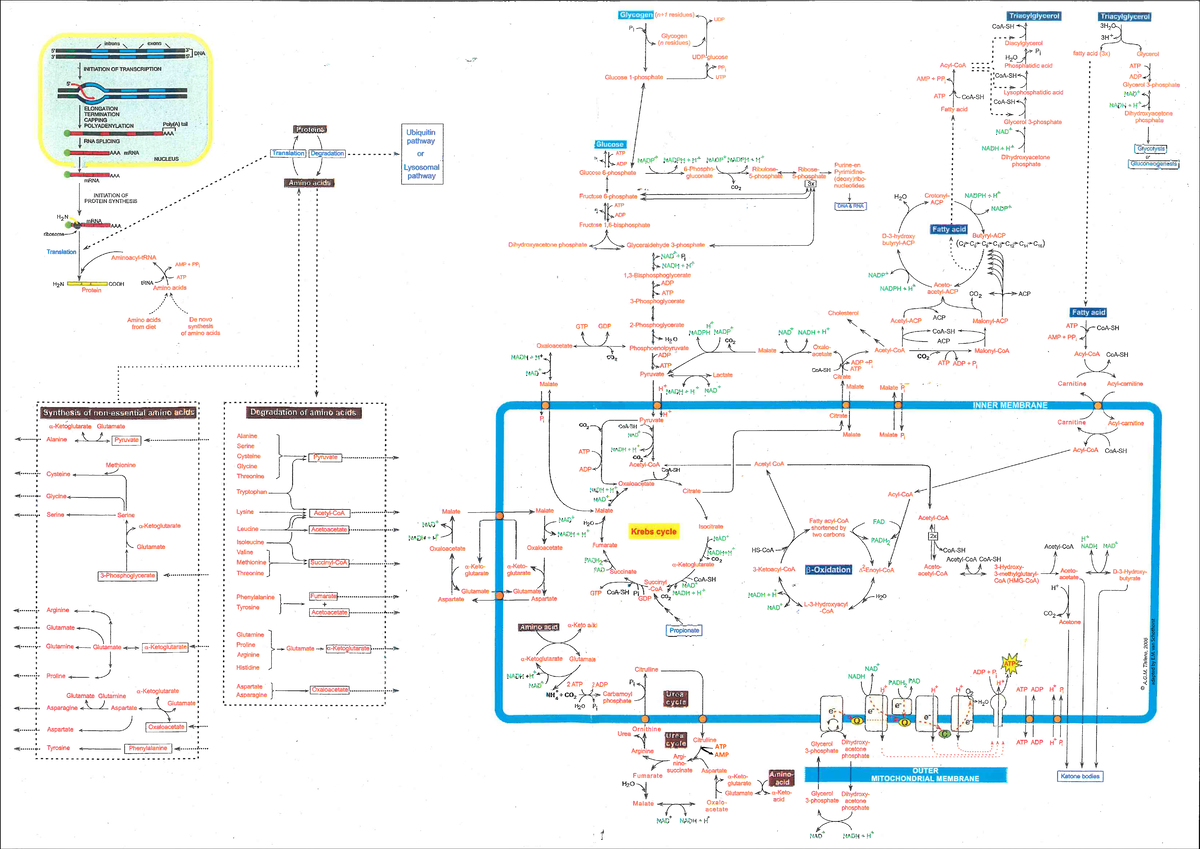 Integrated Pathways Map Adapted - Nutritional Physiology - adapted by E ...