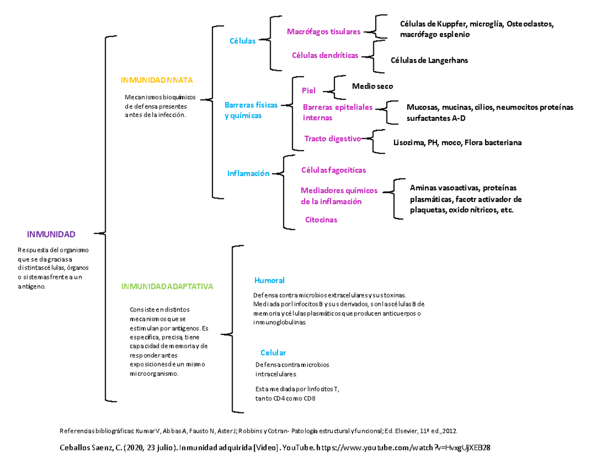 Actividad E1. Cuadro sinóptico de inmunidad. Julio César García Gómez - INMUNIDAD Re s puesta ...