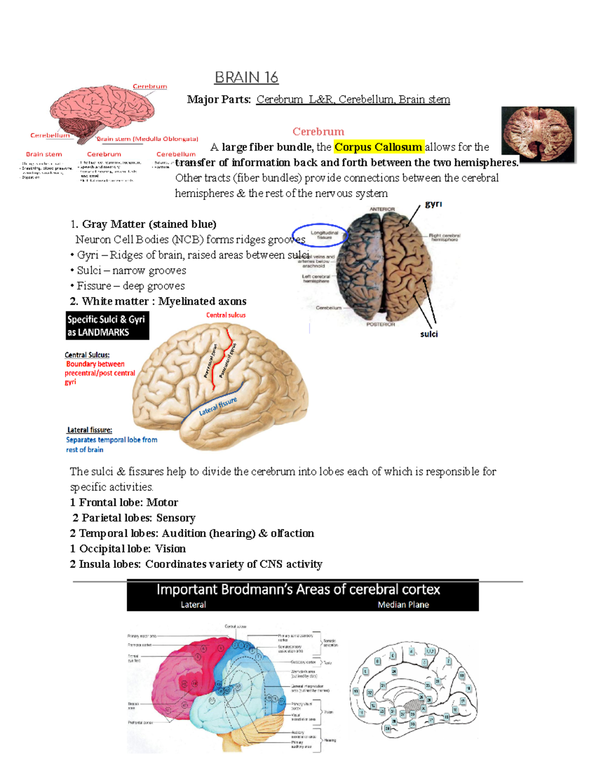 Brain 16- Lecture notes - BRAIN 16 Major Parts: Cerebrum L&R ...