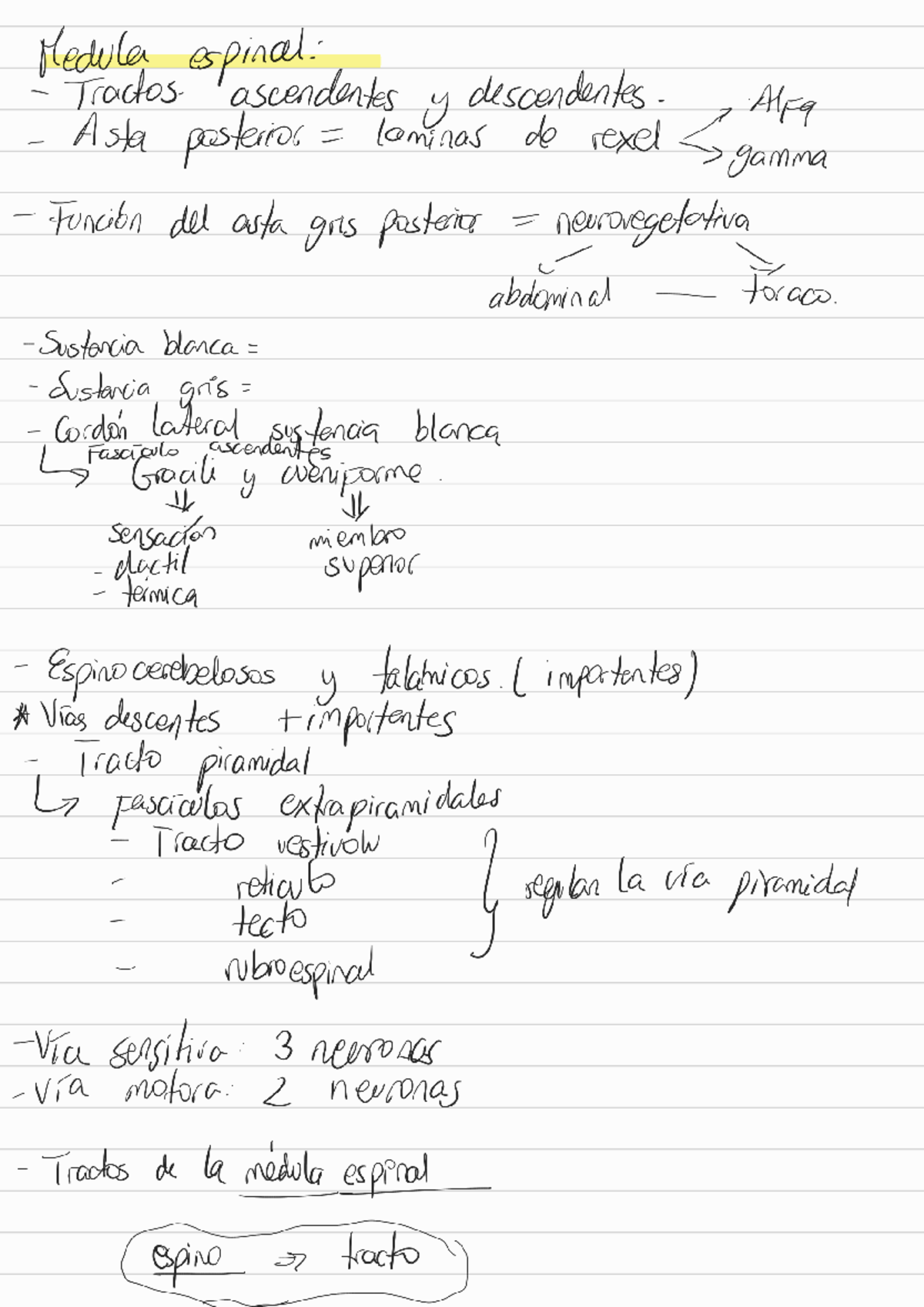 Fisioooo - Medula espinal Tractos. ascendentes y descendentes . Alfa ...