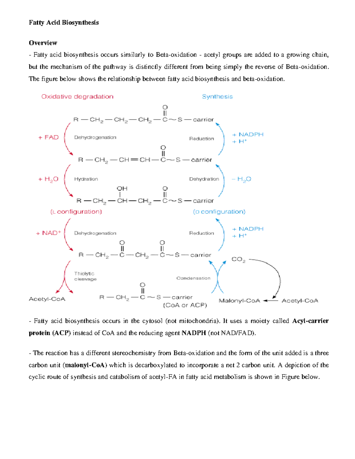 6. Fatty Acid Biosynthesis - Fatty Acid Biosynthesis Overview Fatty ...