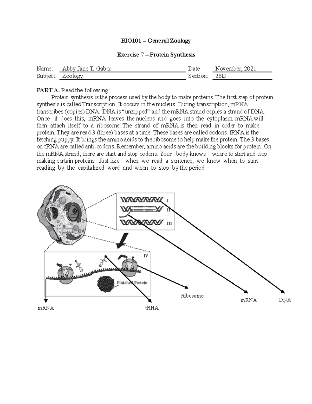 Exercise 7 - Protein Synthesis - BIO101 – General Zoology Exercise 7 ...