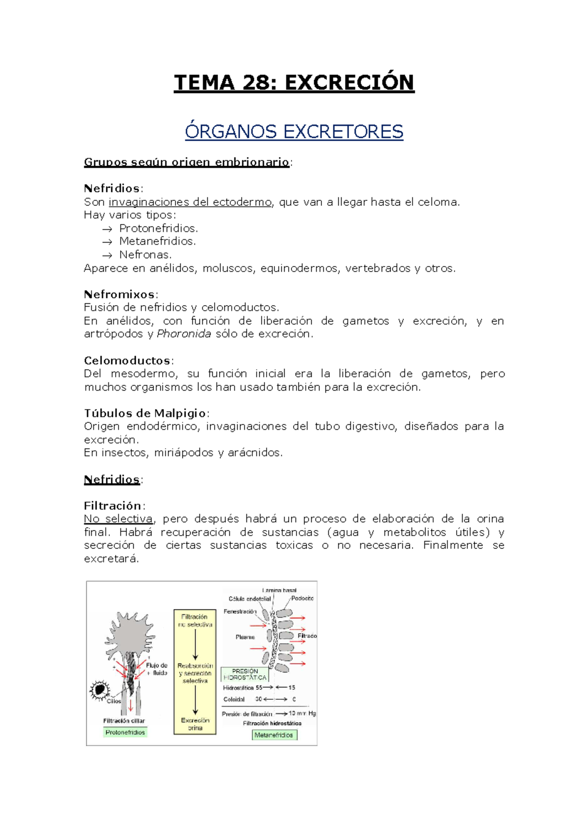 TEMA 28: EXCRECIÓN - TEMA 28: EXCRETORES Grupos origen embrionario ...