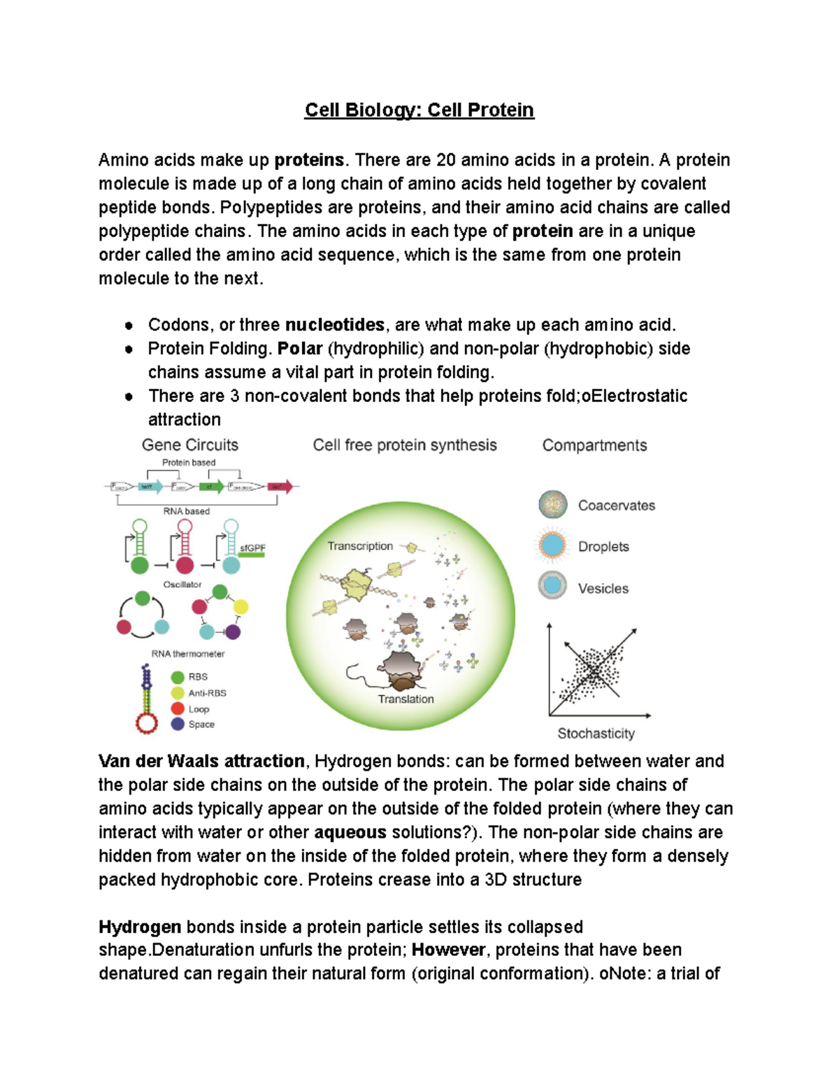 Cell Biology Cell Protein - Cell Biology: Cell Protein Amino acids make ...