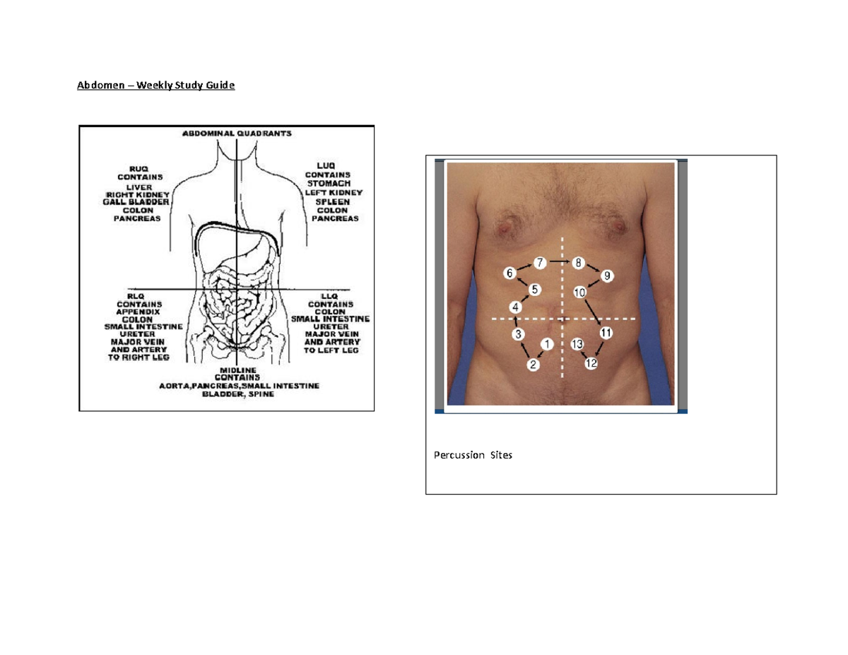 Week 9 abdomen - notes - Abdomen – Weekly Study Guide Percussion Sites ...