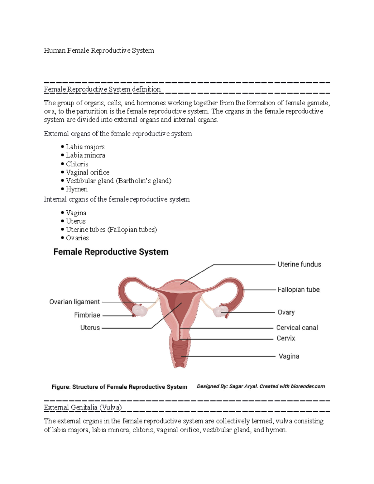 Human Female Reproductive System - The organs in the female ...