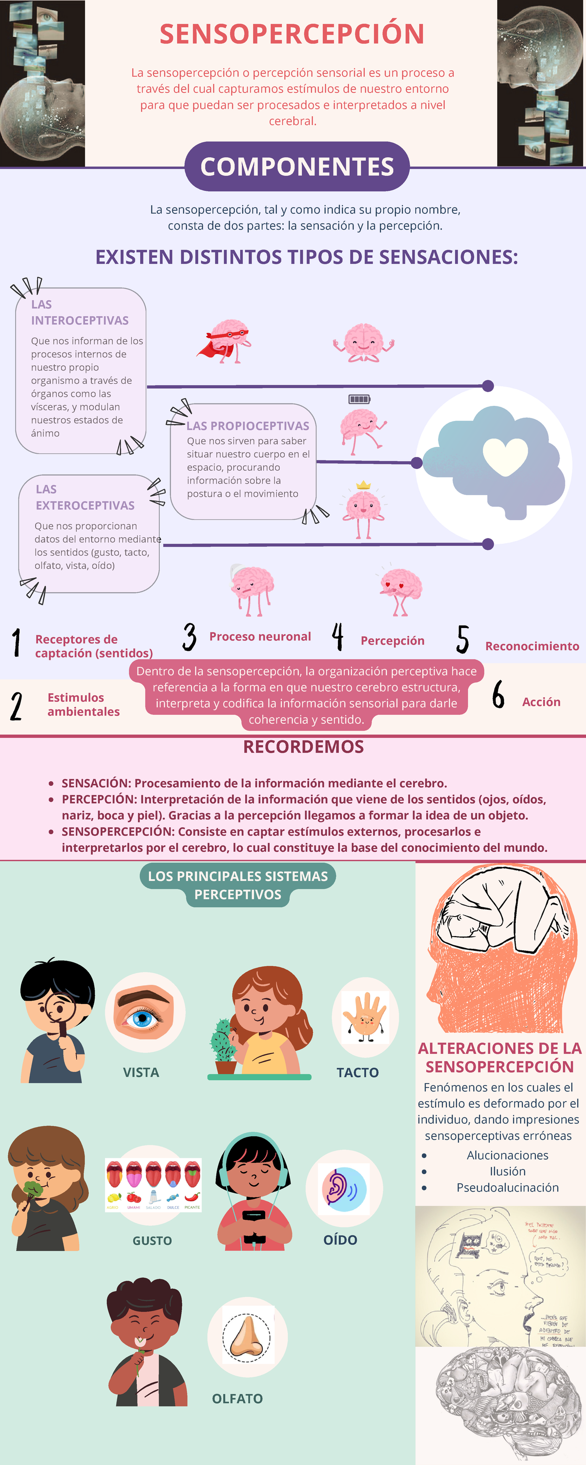 Infografía Sensopercepción - LAS INTEROCEPTIVAS LAS PROPIOCEPTIVAS LAS EXTEROCEPTIVAS Que nos ...