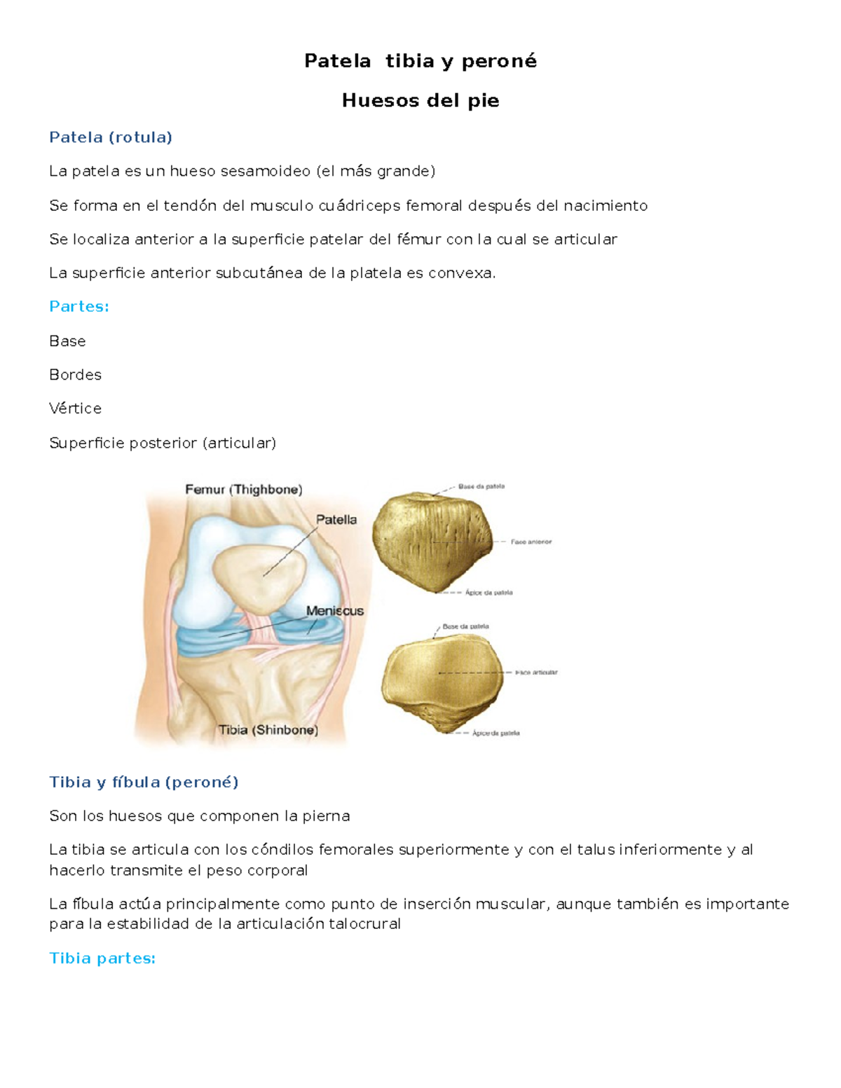 Huesos Miembro Inferior - Patela tibia y peroné Huesos del pie Patela ...