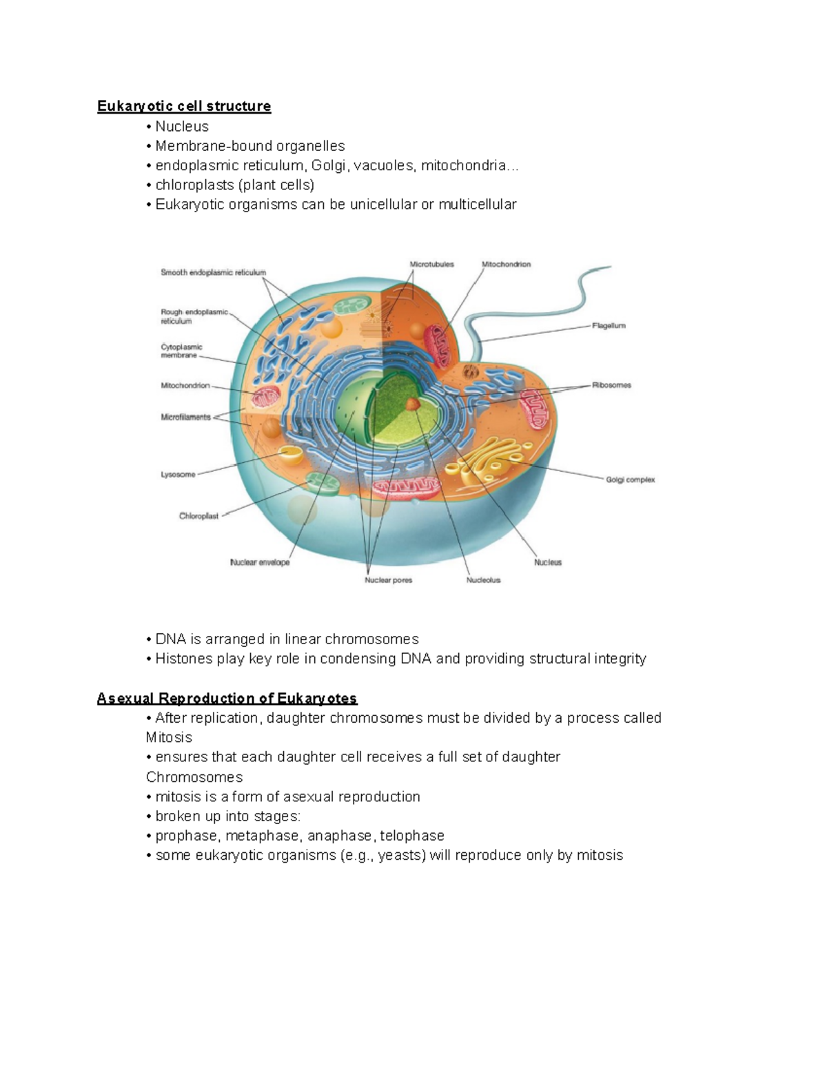 Week 5-Lecture 10-Notes - Eukaryotic cell structure - Nucleus ...
