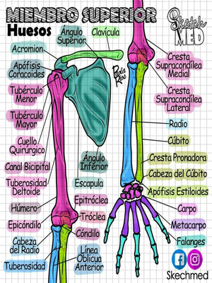 Patologías - son notas de ingreso - EPIDERMIS PIODERMIS Agente ...