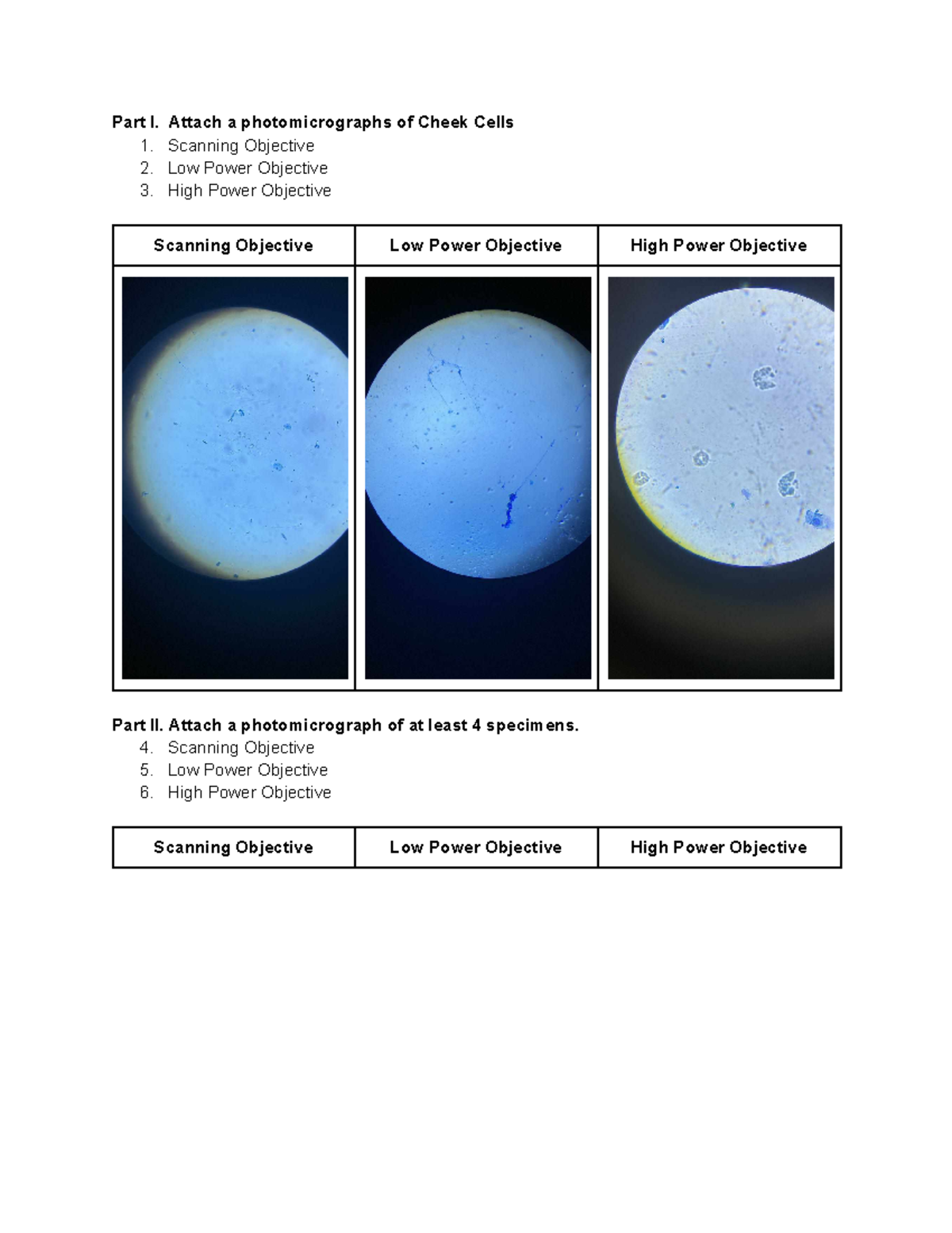 General Zoology - Part I. Attach a photomicrographs of Cheek Cells 1 ...