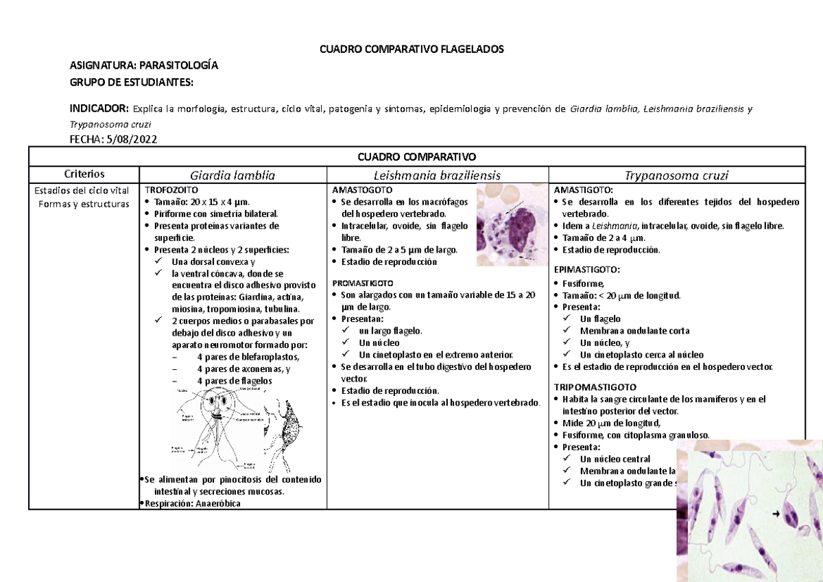Cuadro Comparativo Flagelados Completado - CUADRO COMPARATIVO ...