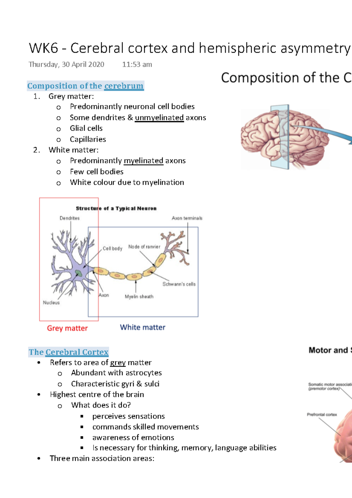 WK6 - Cerebral cortex and hemispheric asymmetry - Composition of the ...
