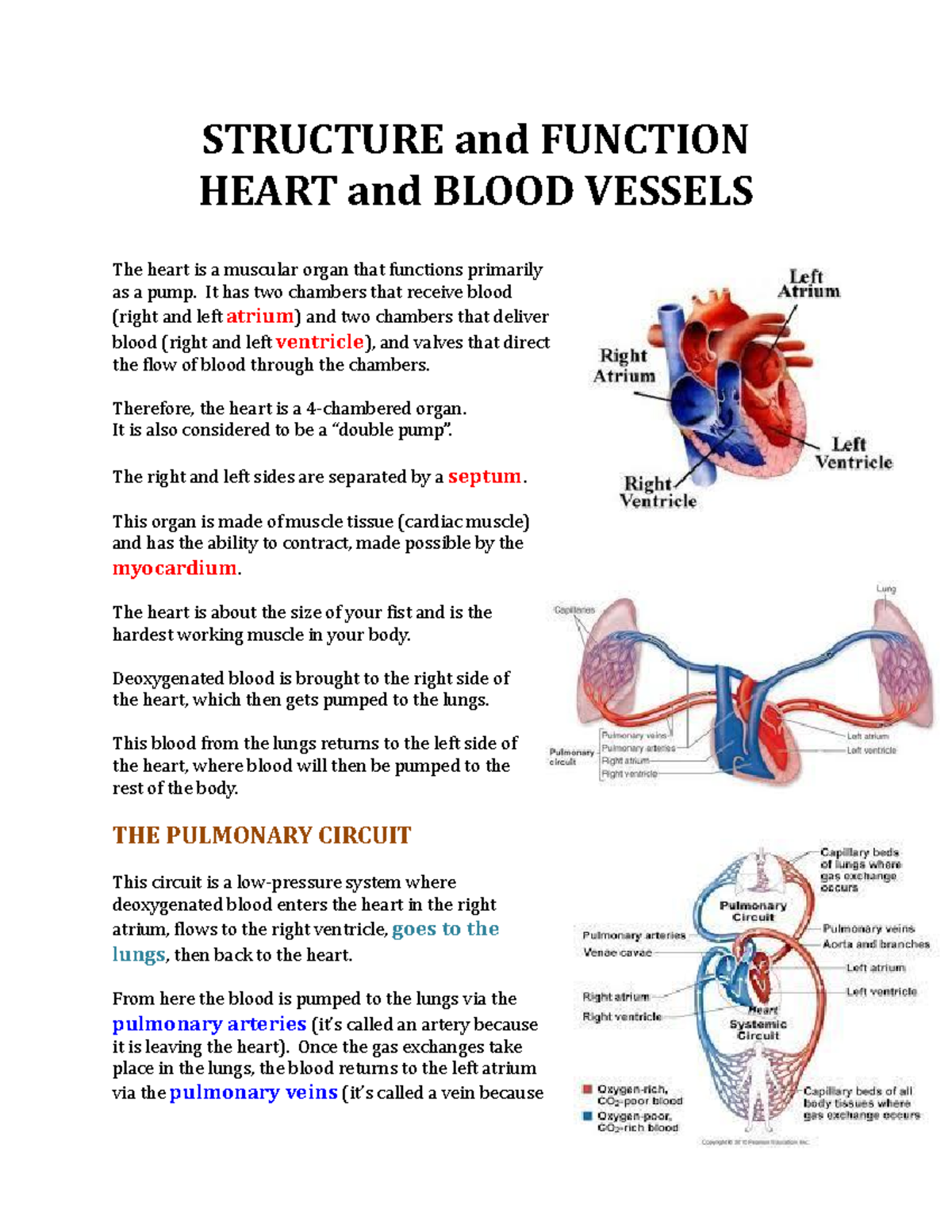 Structure and Function - STRUCTURE and FUNCTION HEART and BLOOD VESSELS ...