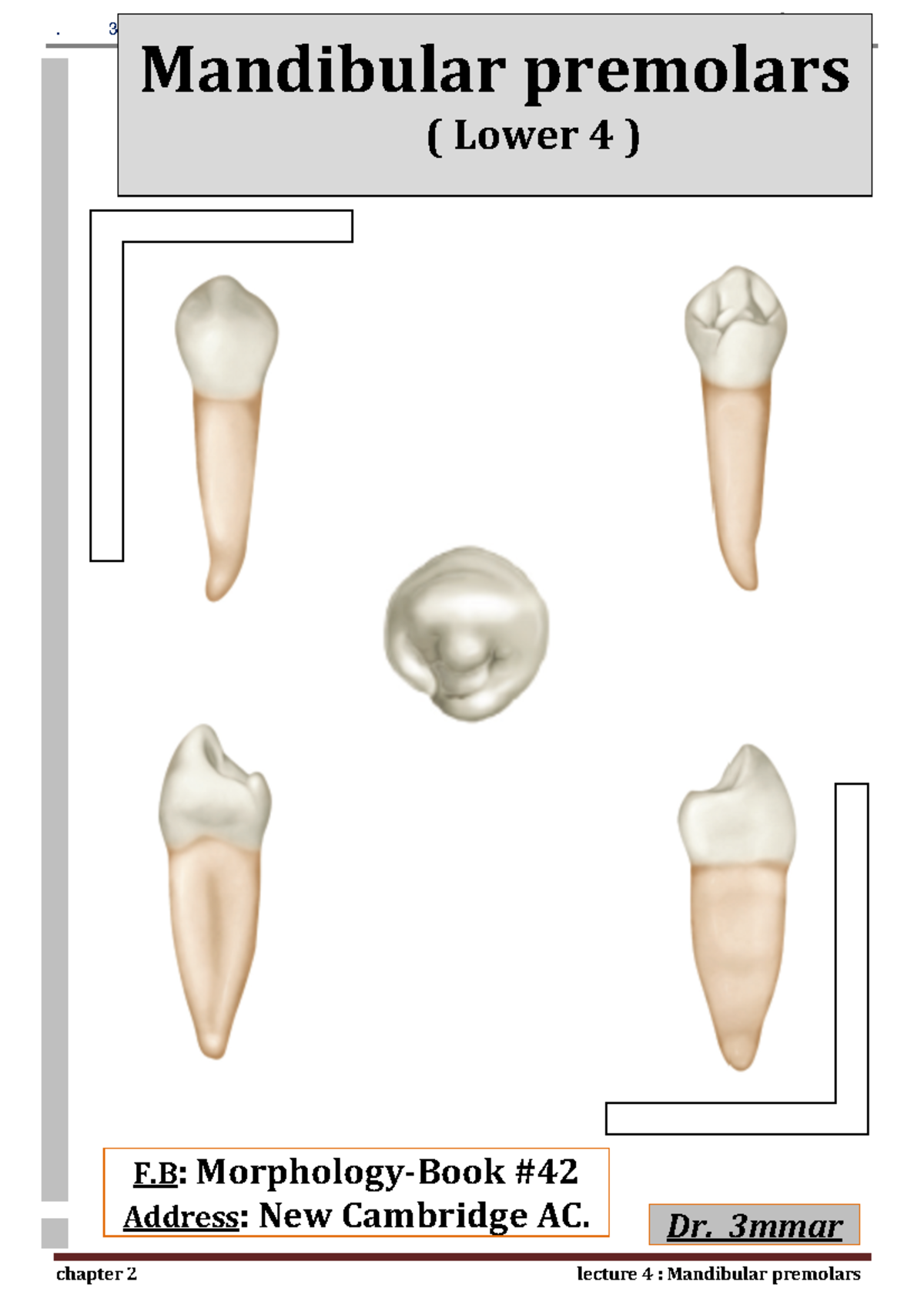 Mand premolars-1 - Pathology - chapter 2 lecture 4 : Mandibular ...