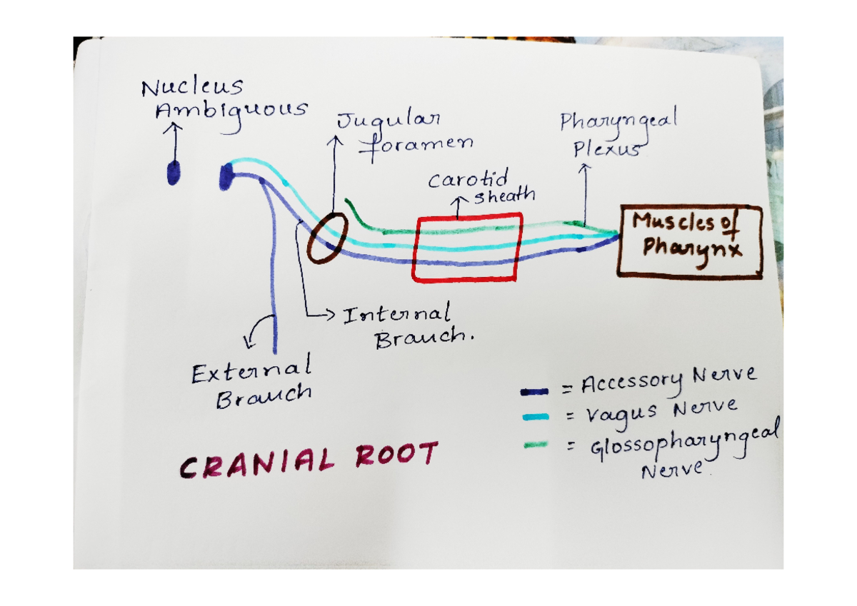 11 and 12 th Cranial nerves - Nucleus Ambiguous Jugular foramen ...