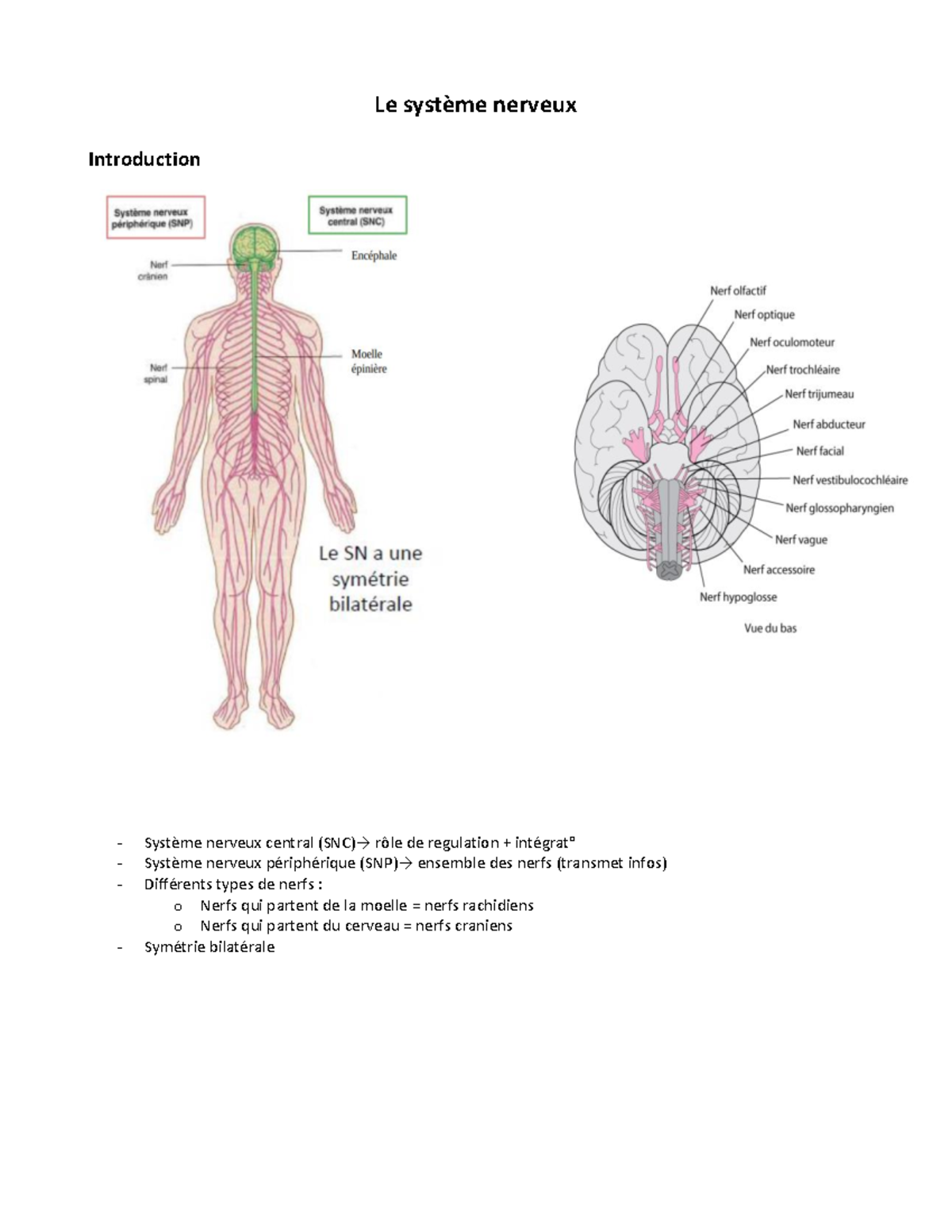 Le système nerveux I - Le système nerveux Introduction Système nerveux ...