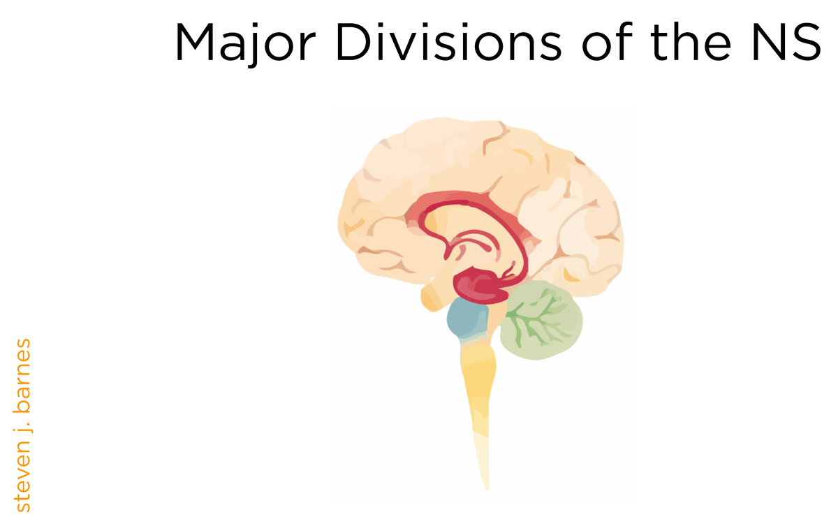 The NS Final - Barnes - Major Divisions of the NS steven j. barnes Know ...