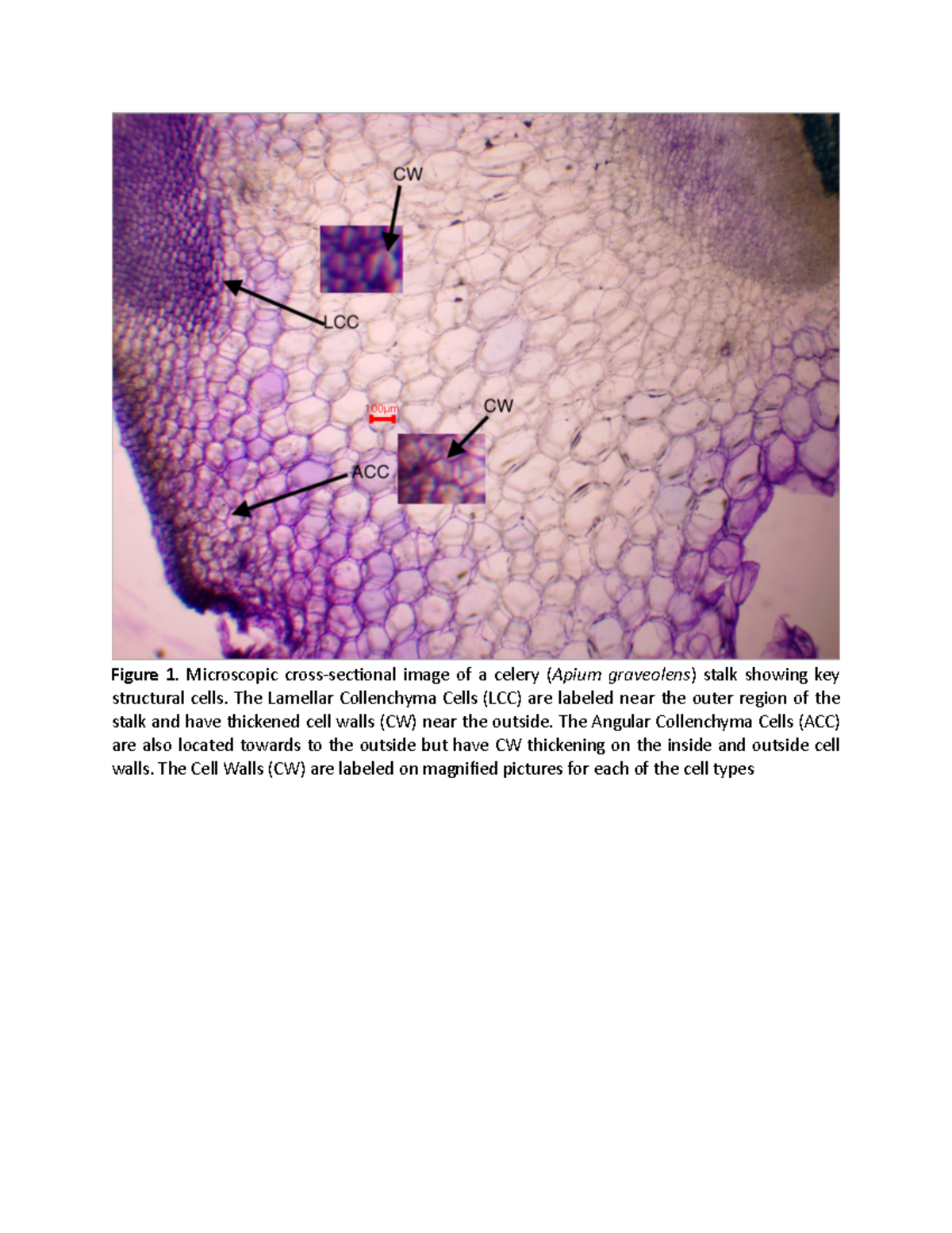Figure from Lab 1 - BIO203 - Figure 1. Microscopic cross-sec,onal image ...