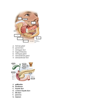 Anatomy of the Digestive System Fetal Pig Dissection Lab - Studocu