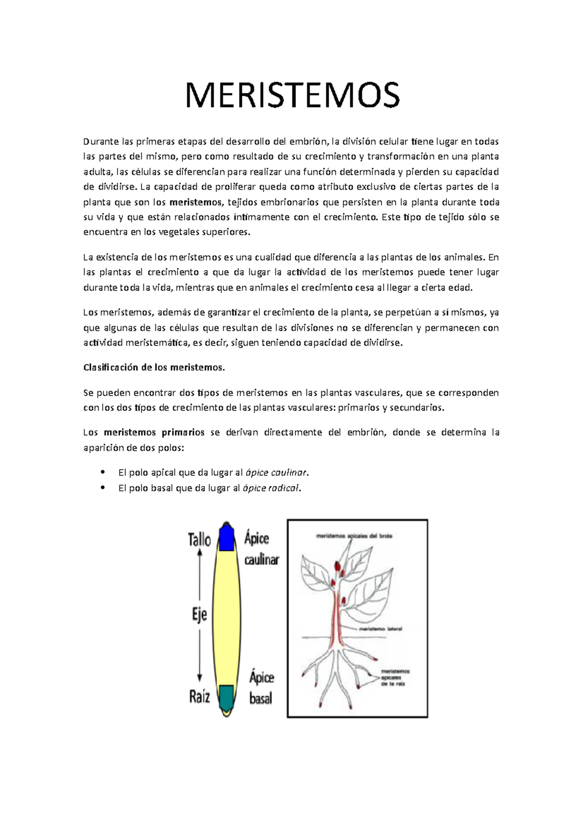 Meristemos - BCH Biología Universidad de Córdoba. - MERISTEMOS Durante ...