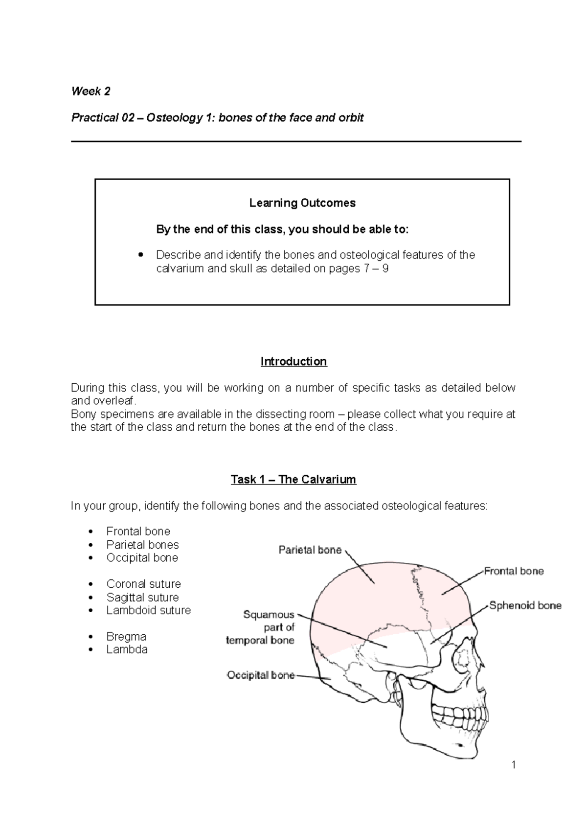 Skull osteology - Dissection Guide - 1st Practical - Week 2 Practical ...