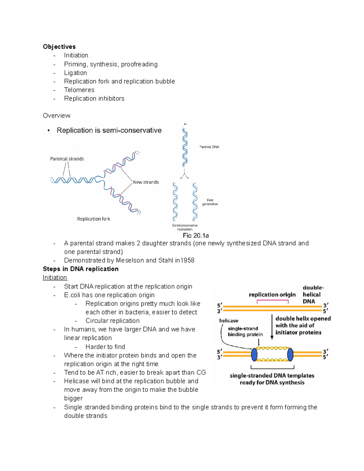 Topic 15 DNA replication - Objectives - Initiation - Priming, synthesis ...