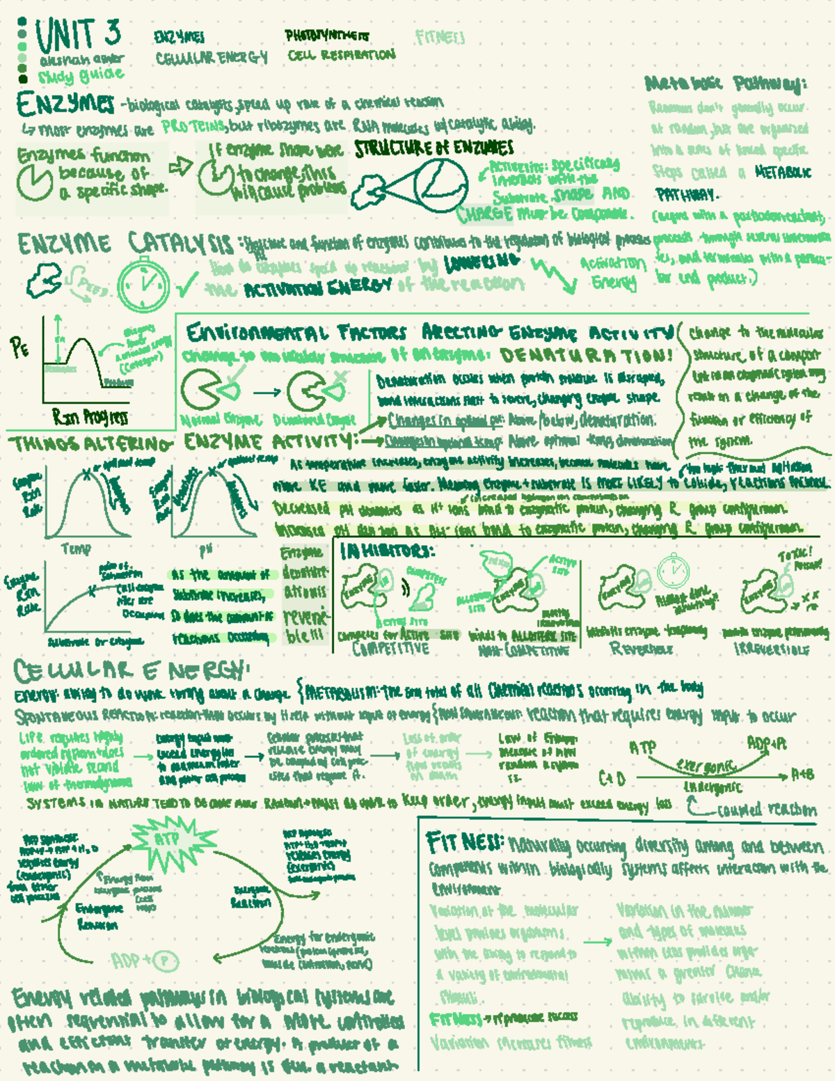 Unit 7 +8 AP biology - Graphic summary of Photosynthesis, Cellular ...