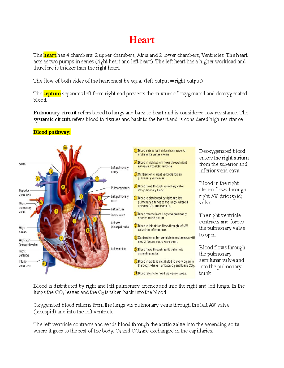 Exam #3 Notes - Heart - Heart The heart has 4 chambers: 2 upper ...