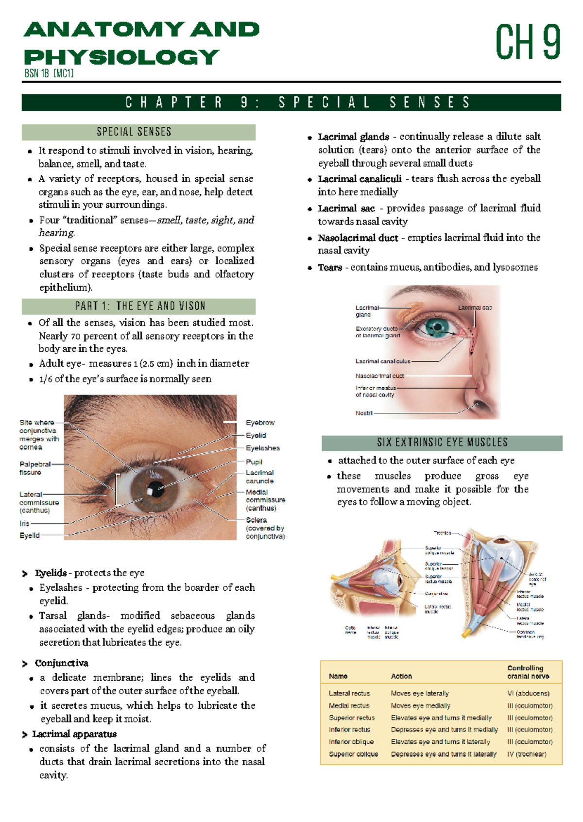 Special Senses: Anatomy and Physiology - C H A P T E R 9 : S P E C I A ...