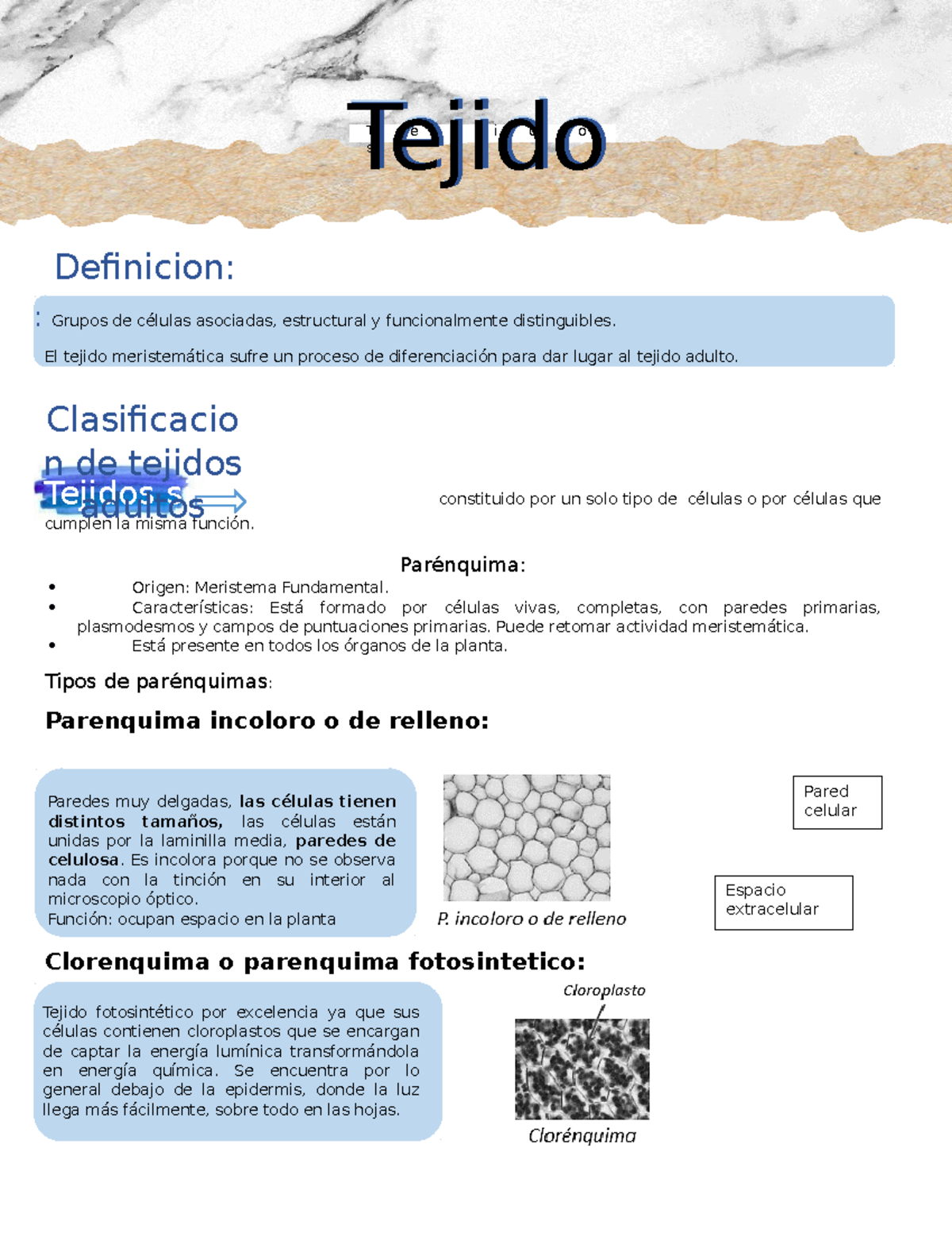 Tejidos simples y complejos (epidermis) - : Grupos de células asociadas ...