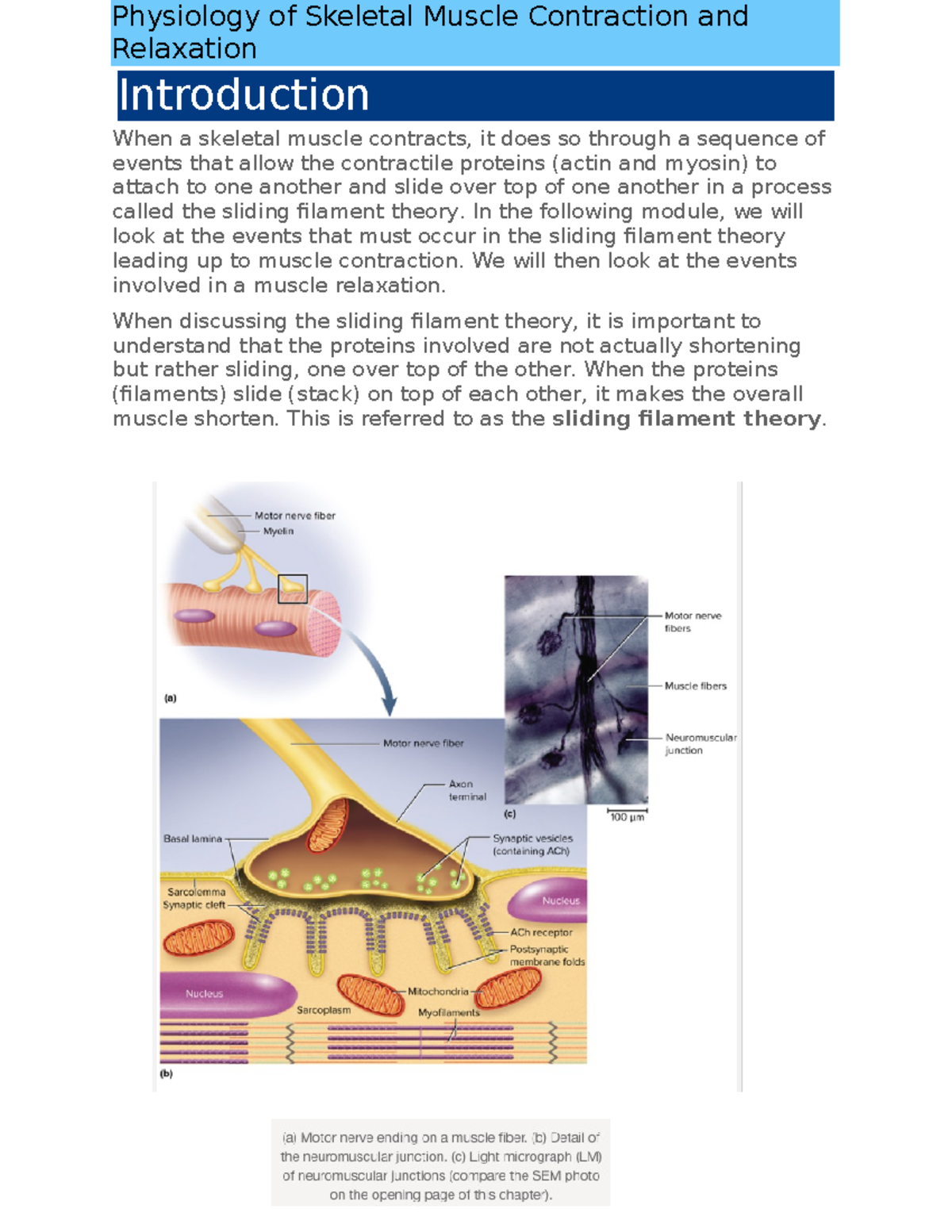 Physiology of Skeletal Muscle Contractions and Relaxation - Physiology ...