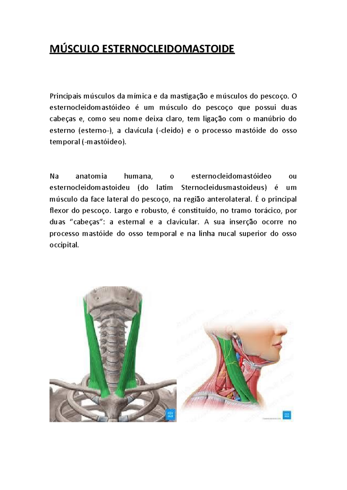 Músculos Esternocleidomastoide - MÚSCULO ESTERNOCLEIDOMASTOIDE ...