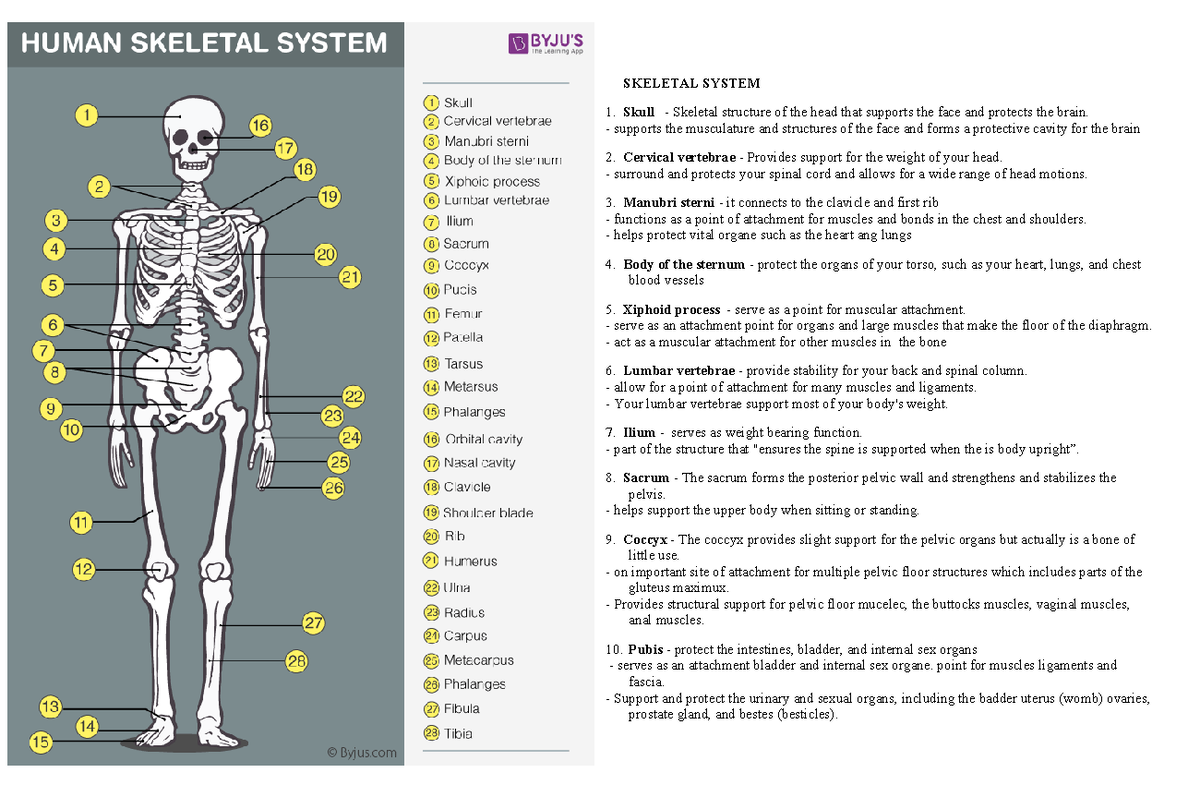 Genbio 2 - notes - SKELETAL SYSTEM Skull - Skeletal structure of the ...