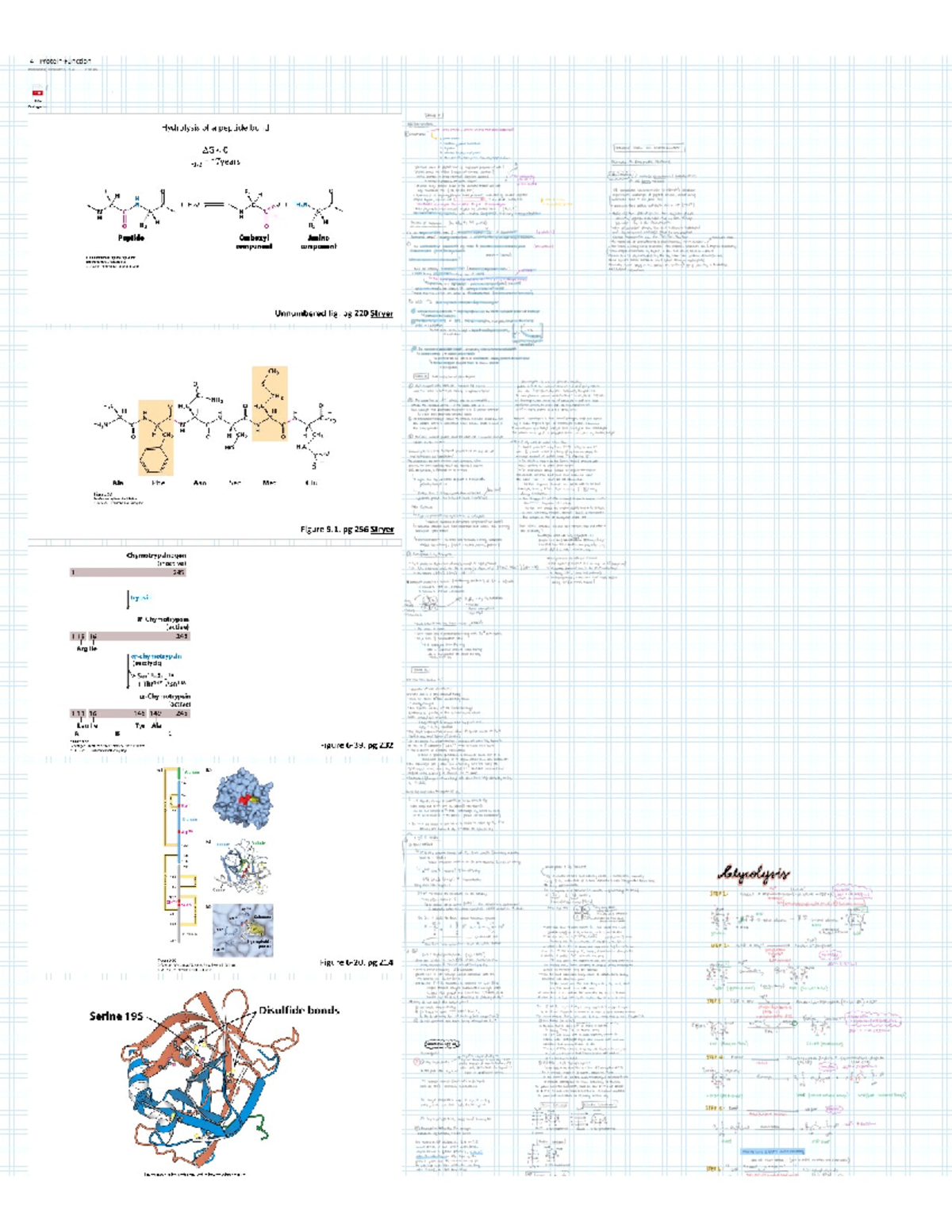 4 - problem set - BIOC 202 - ϭϭ - Studocu