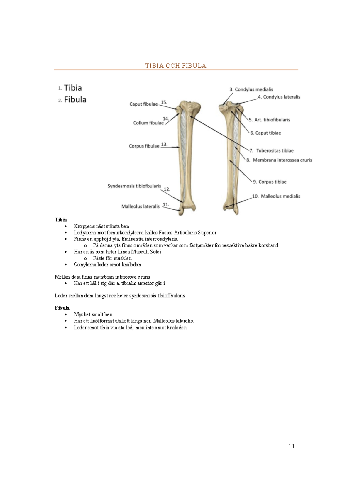 Ben anatomi- tibia och fibula - Tentakompendium |Stefan Albrektsson ...